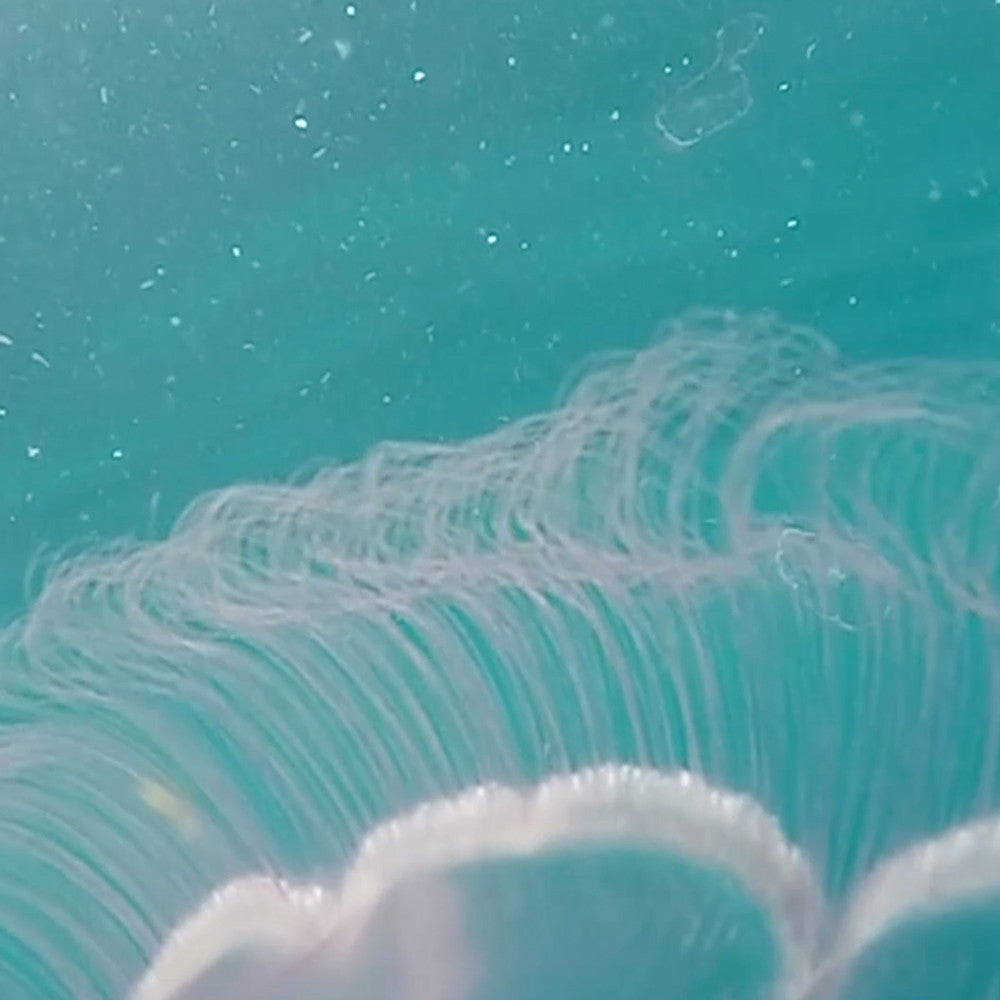 2 Sea Beasts, One is Blue and Edible! – BRINY